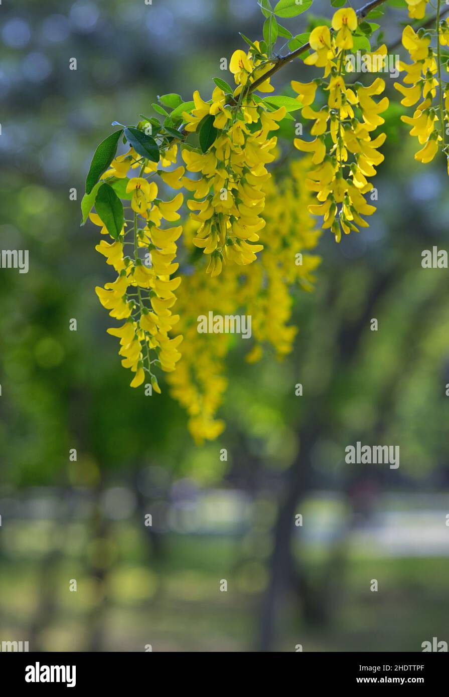 golden shower tree Stock Photo - Alamy
