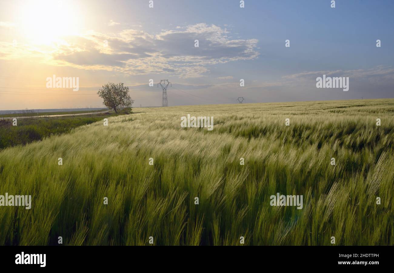 Field ryes hi-res stock photography and images - Alamy