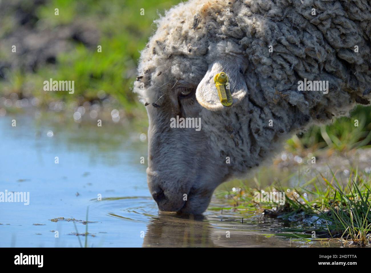 Sheep drinking hi-res stock photography and images - Alamy