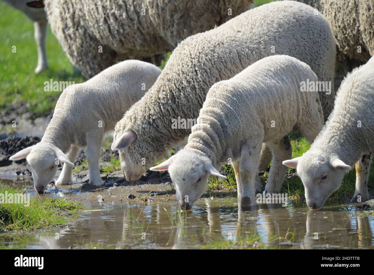 Drinking sheep hi-res stock photography and images - Alamy