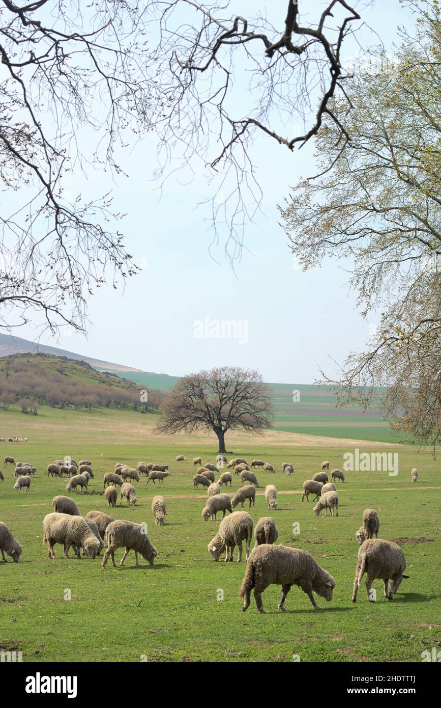 sheep herd, sheep herds Stock Photo - Alamy