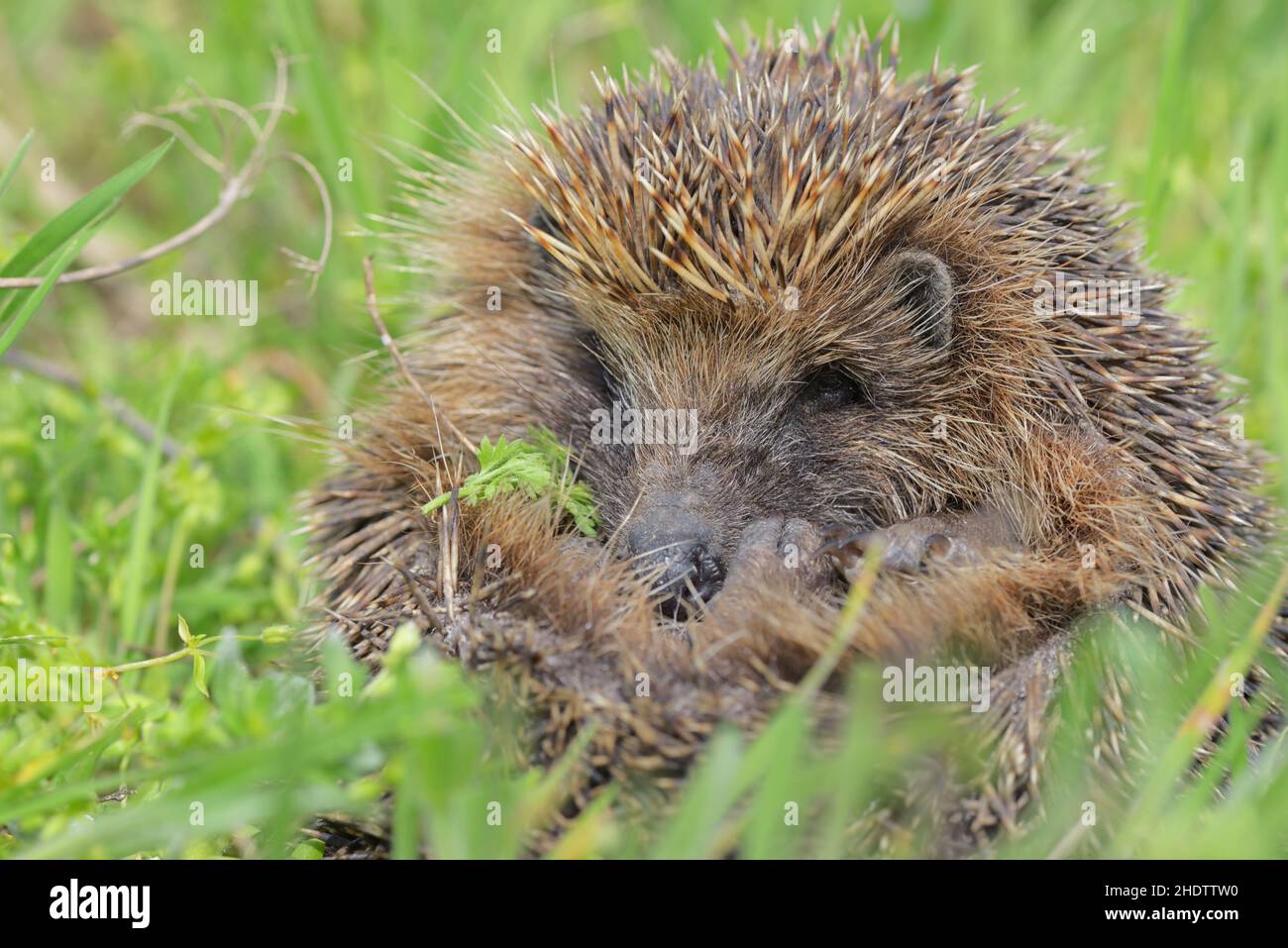 Insectivore days hi-res stock photography and images - Alamy