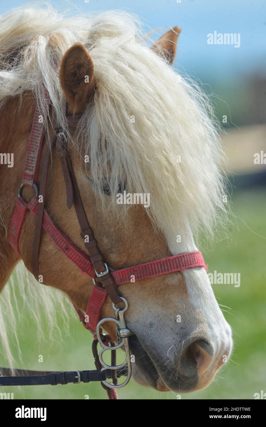 bridle, haflinger, bridles, haflingers Stock Photo - Alamy