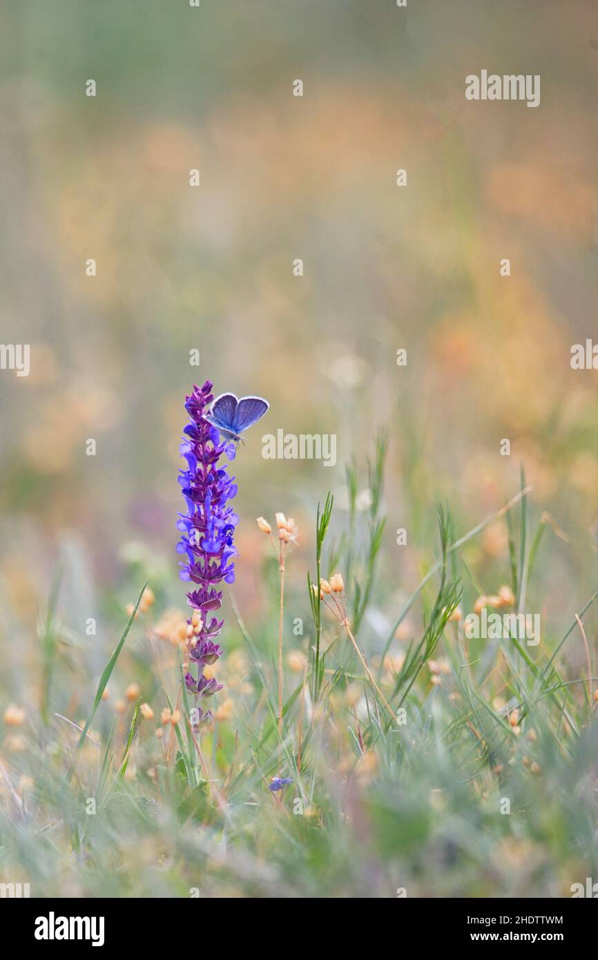 Adonis plant hi-res stock photography and images - Alamy