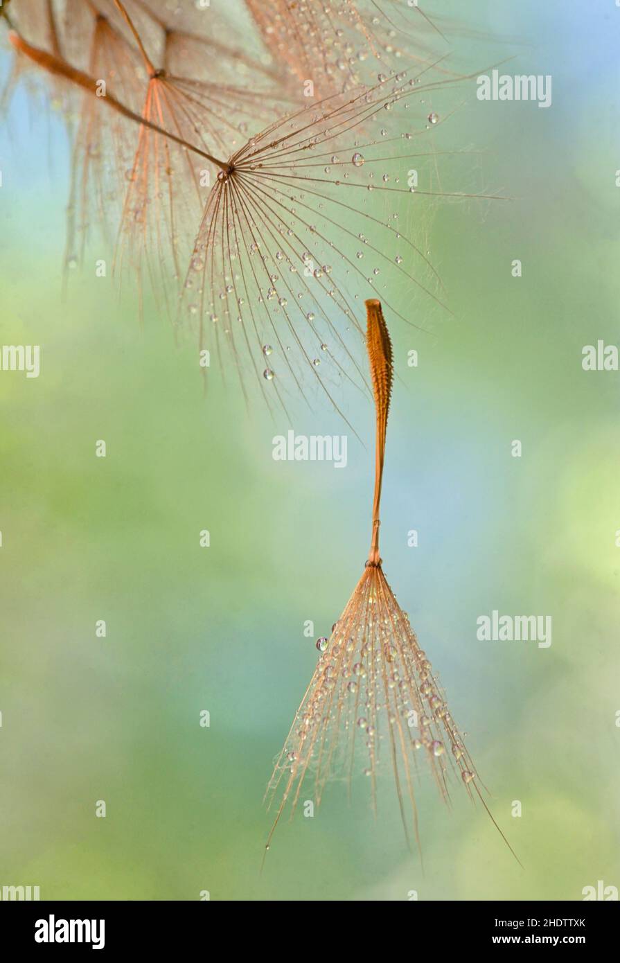 Filigrees High Resolution Stock Photography and Images - Alamy