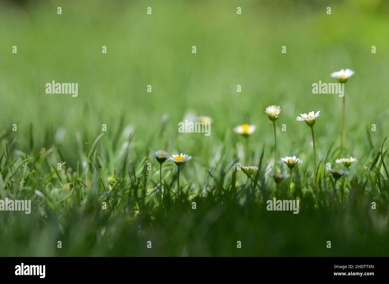 Daisy meadows hi-res stock photography and images - Alamy