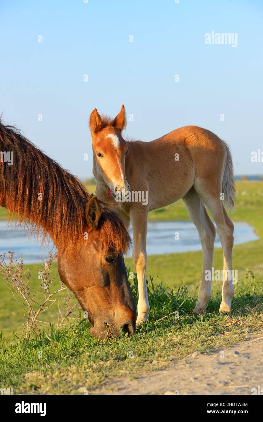 horse, grazing, foal, horses, foals Stock Photo - Alamy