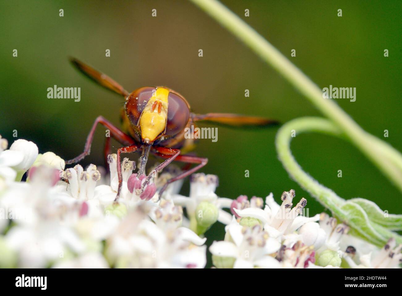 fly, compound eye, flies, compound eyes Stock Photo - Alamy
