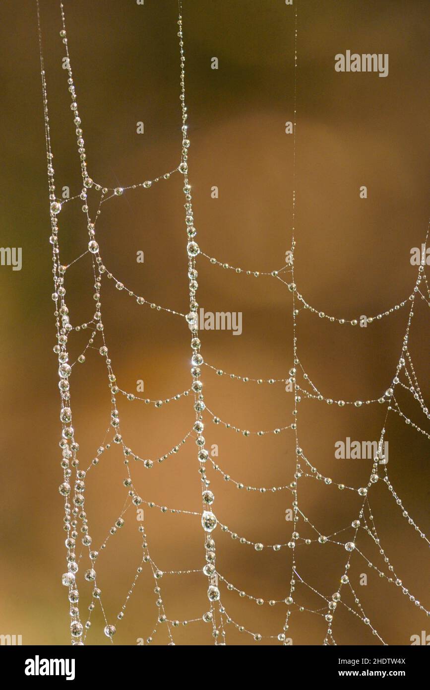 spider web, dewdrop, spider webs, dewdrops Stock Photo - Alamy