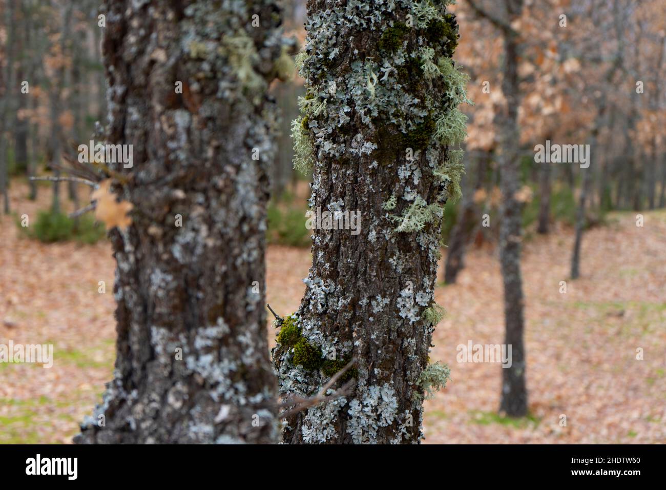 Moldy wood texture hi-res stock photography and images - Alamy