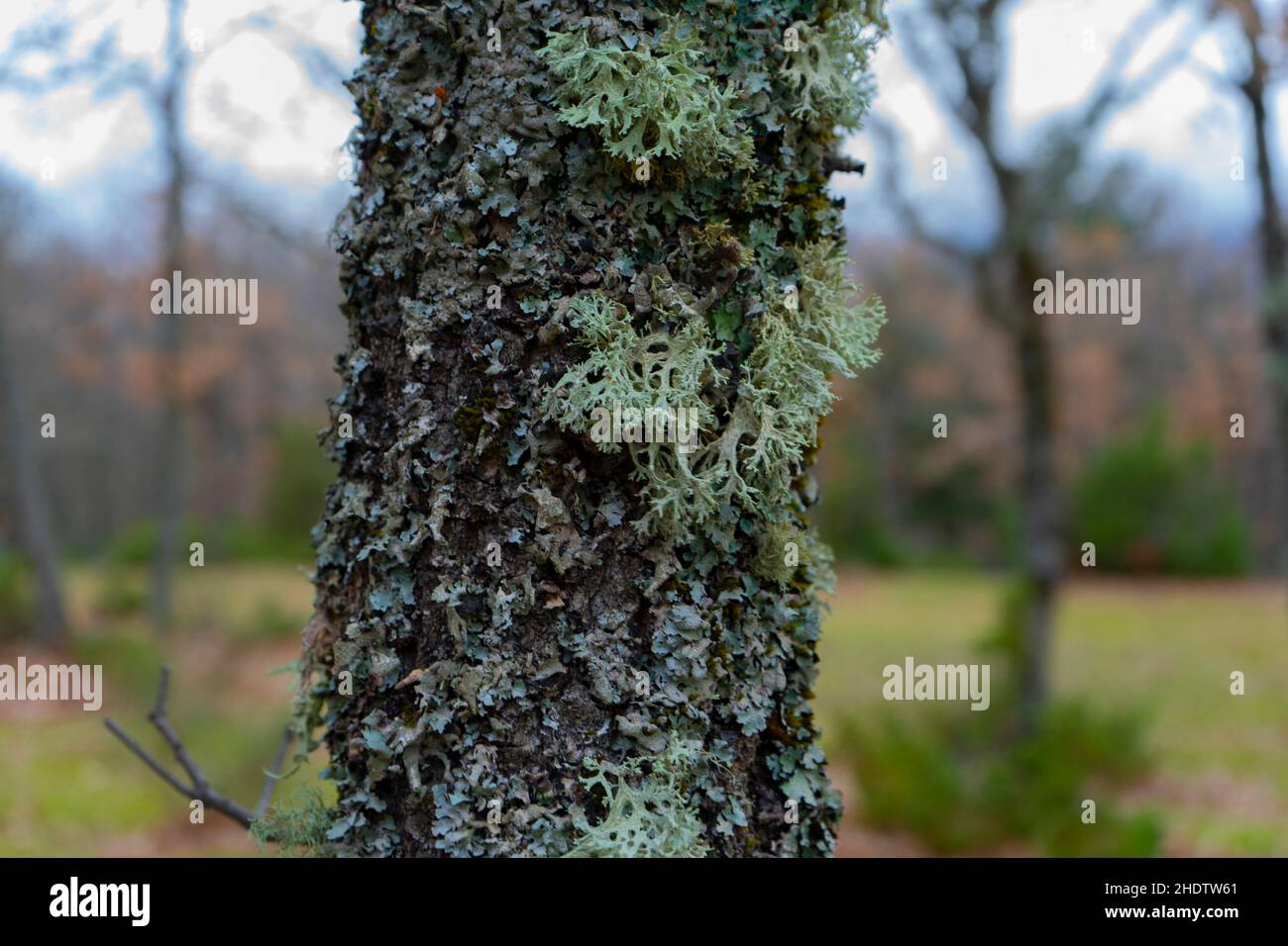 Moldy wood texture hi-res stock photography and images - Alamy