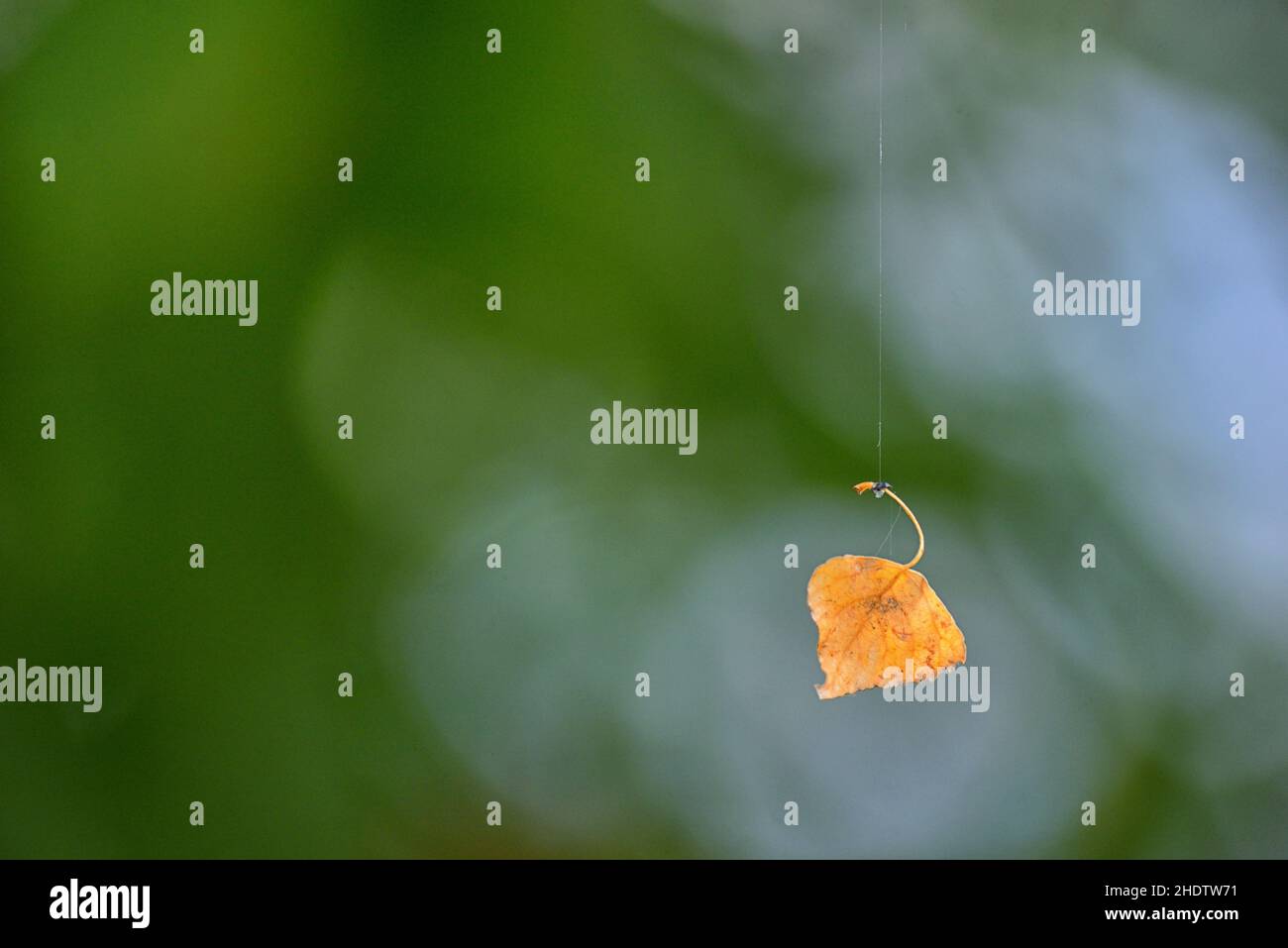 Dangling threads hi-res stock photography and images - Alamy