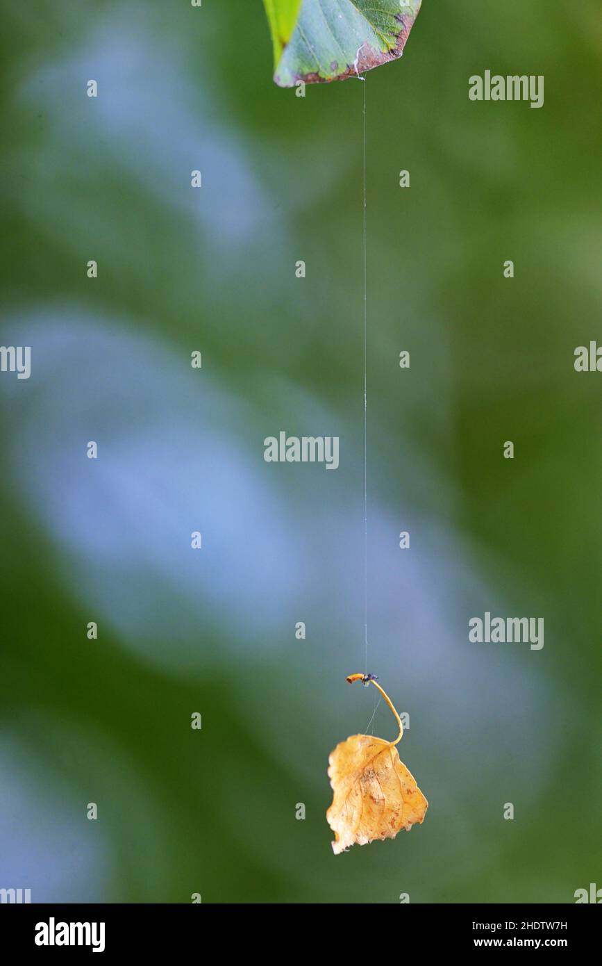 Thread leaf hi-res stock photography and images - Alamy