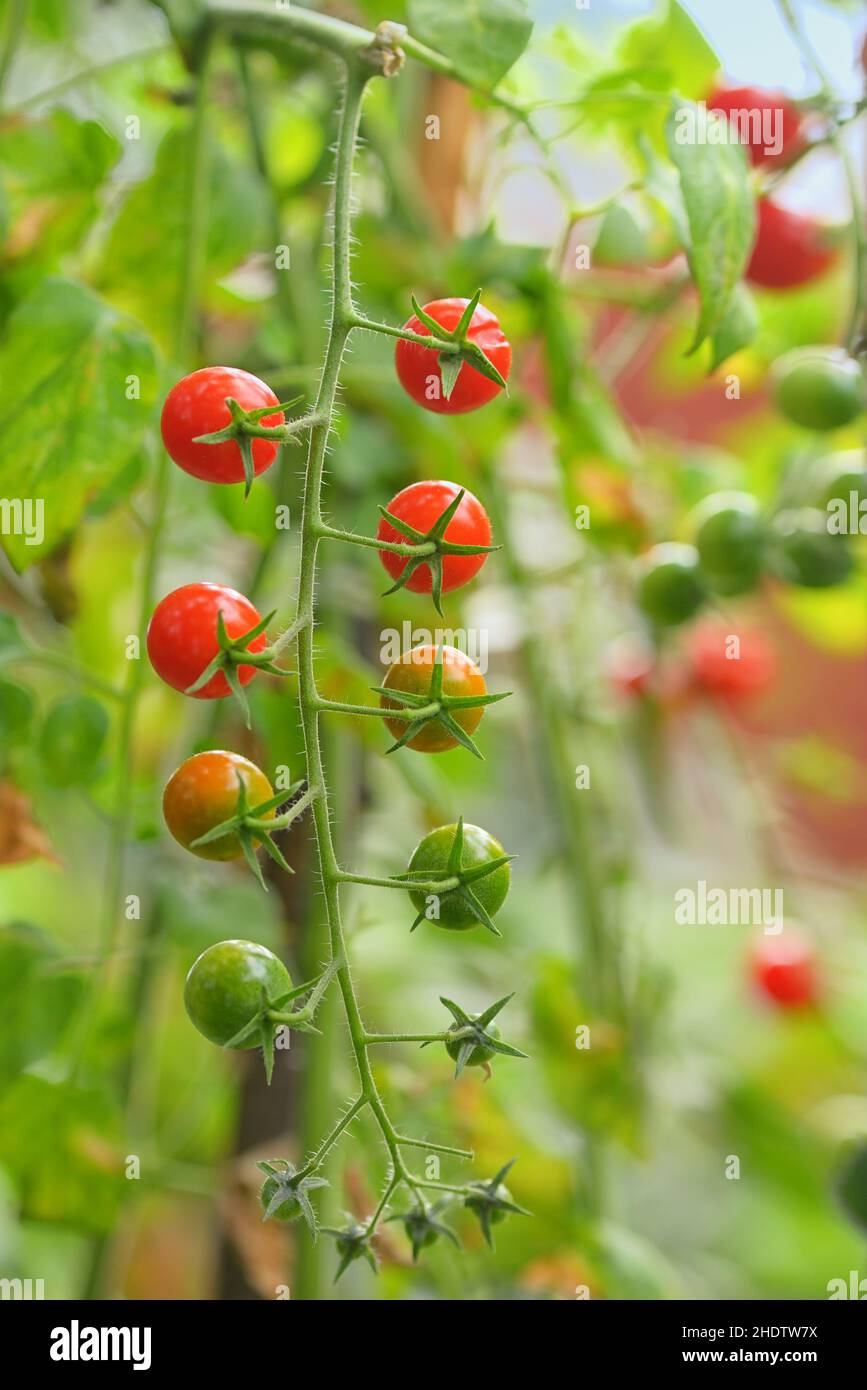 vine tomato, vine tomatos Stock Photo - Alamy