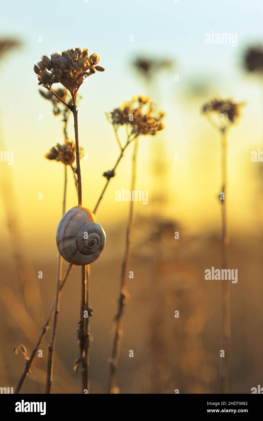 Hanging shells hi-res stock photography and images - Alamy