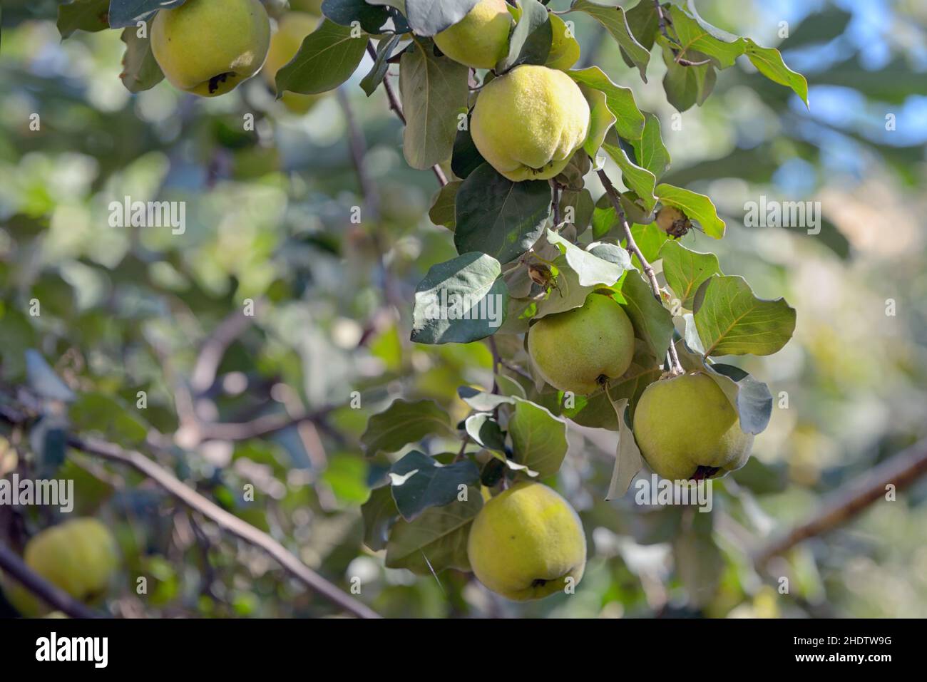 quince, quince tree, quinces, quince trees Stock Photo - Alamy