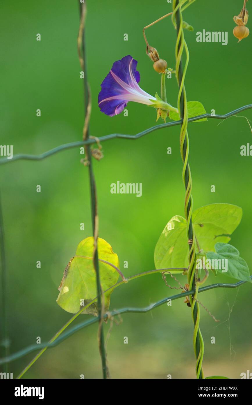 Ipomoea plant hi-res stock photography and images - Alamy