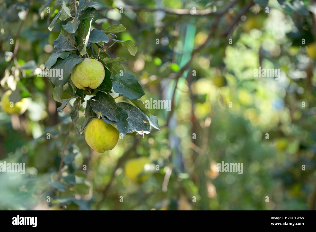 quince, quince tree, quinces, quince trees Stock Photo - Alamy