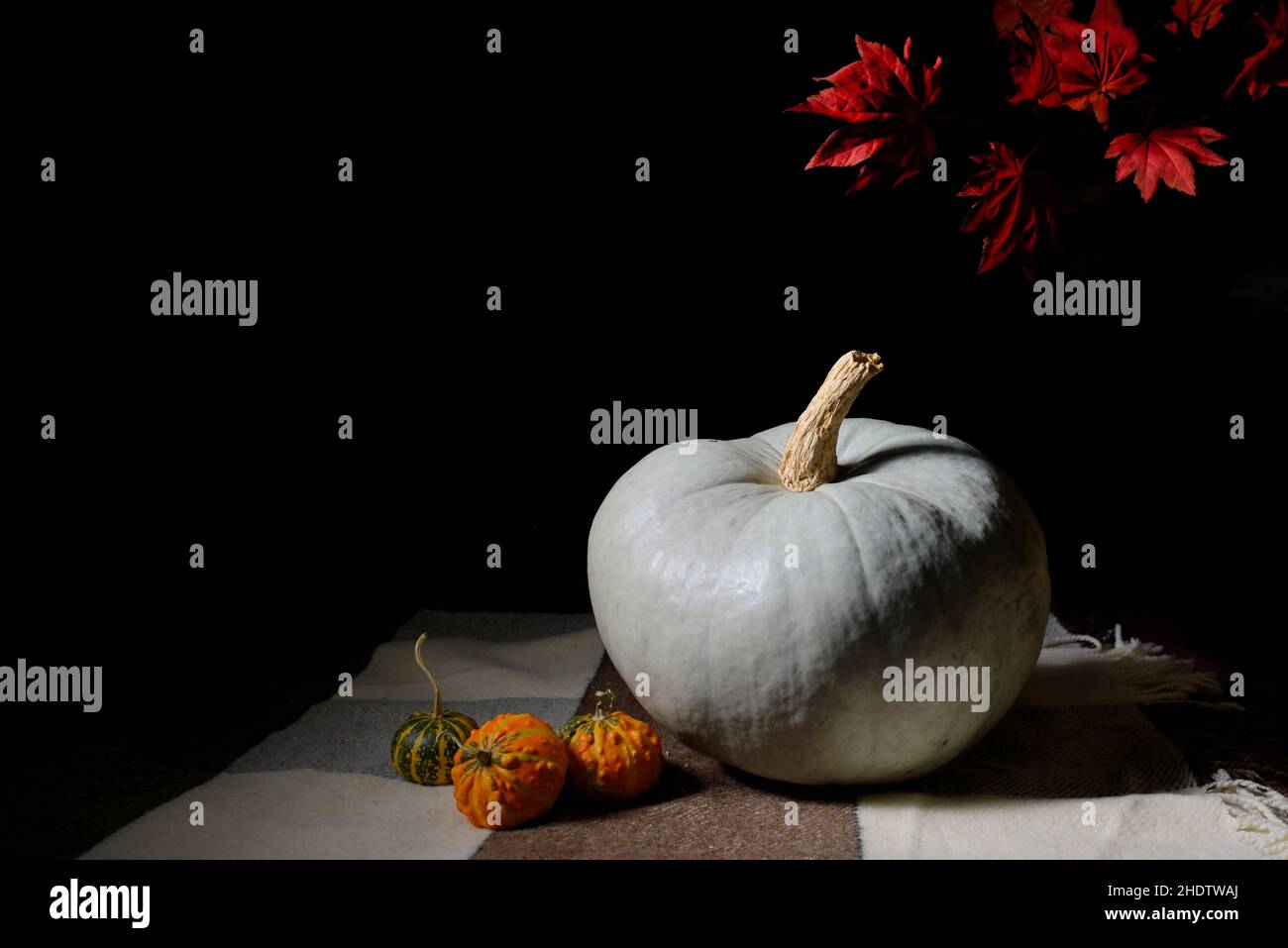still life, squash, autumn decoration, still lifes, squashs, autumn ...