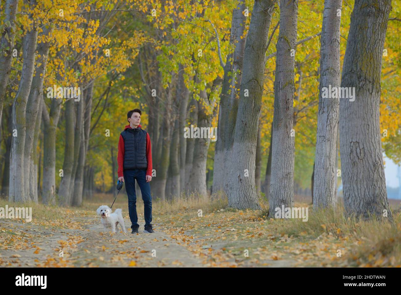 boy, walk, dog, boys, walks, dogs Stock Photo - Alamy