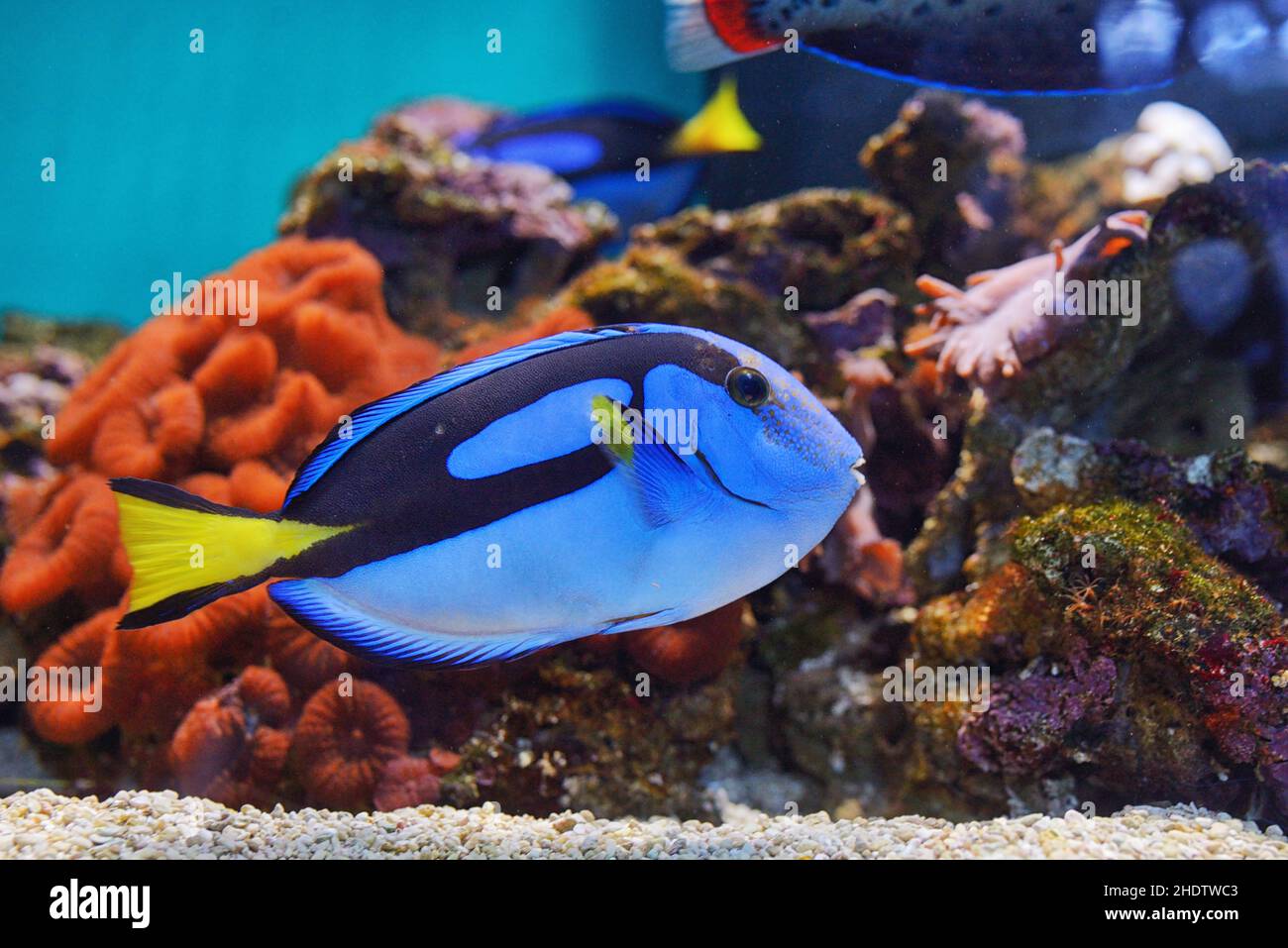 Regal tang hi-res stock photography and images - Alamy