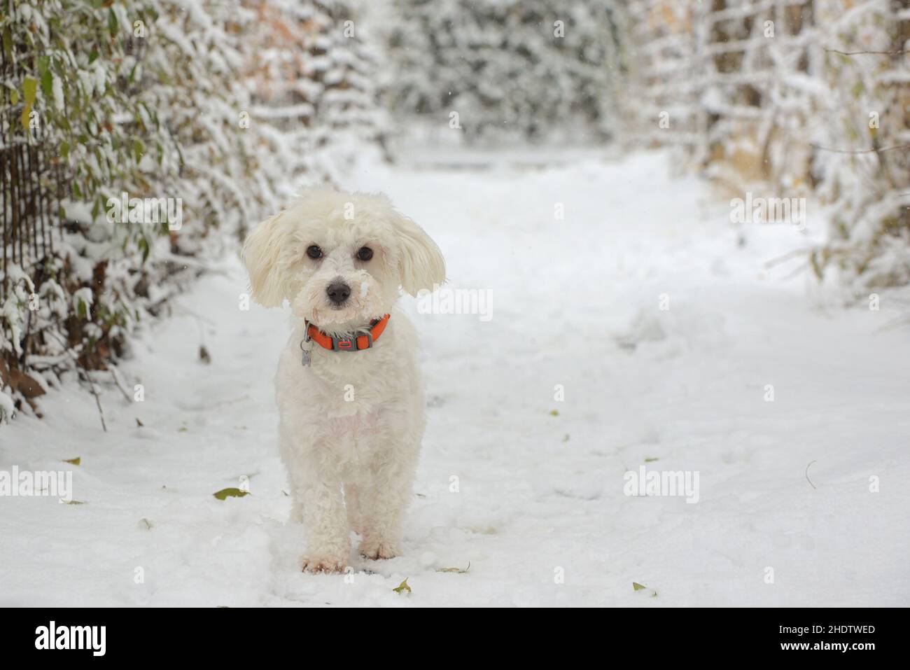 snow walking, malteser, maltesers Stock Photo - Alamy