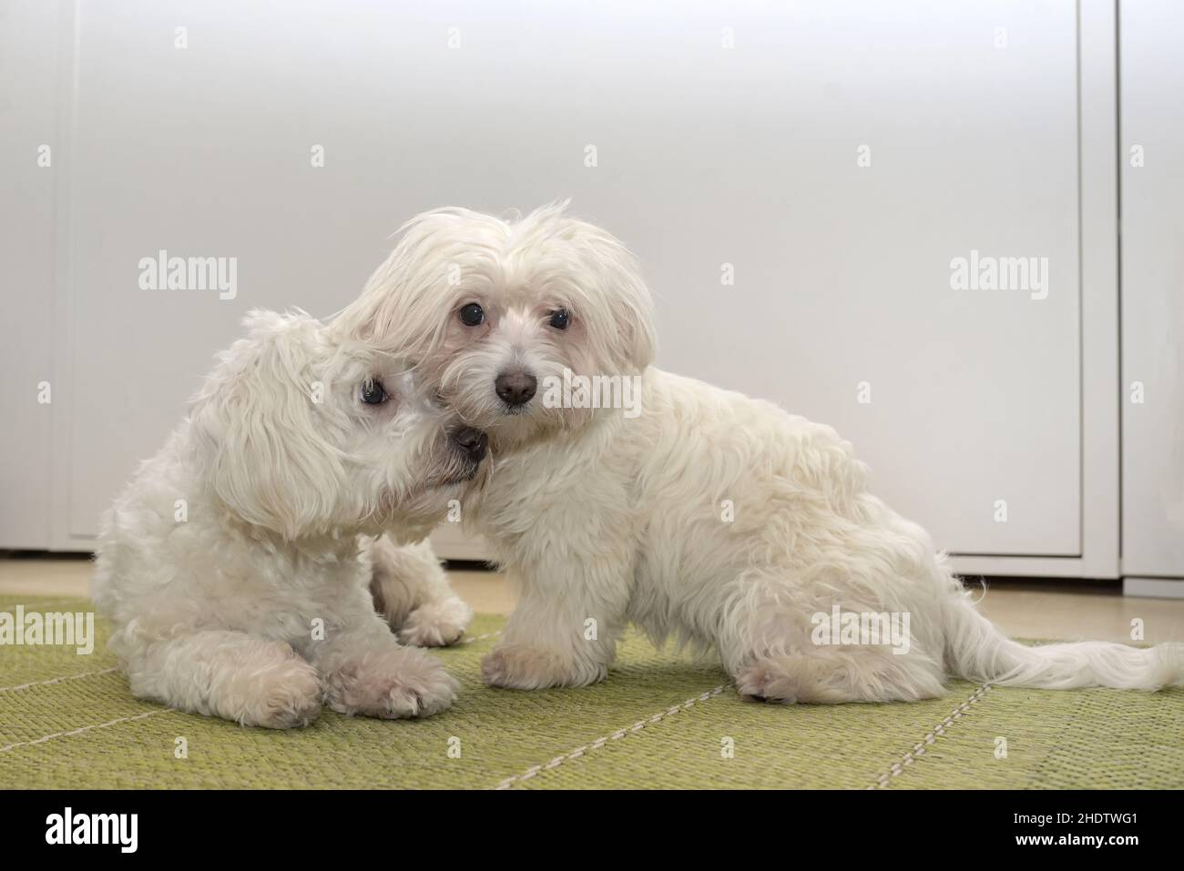 Malteser dog hi-res stock photography and images - Alamy