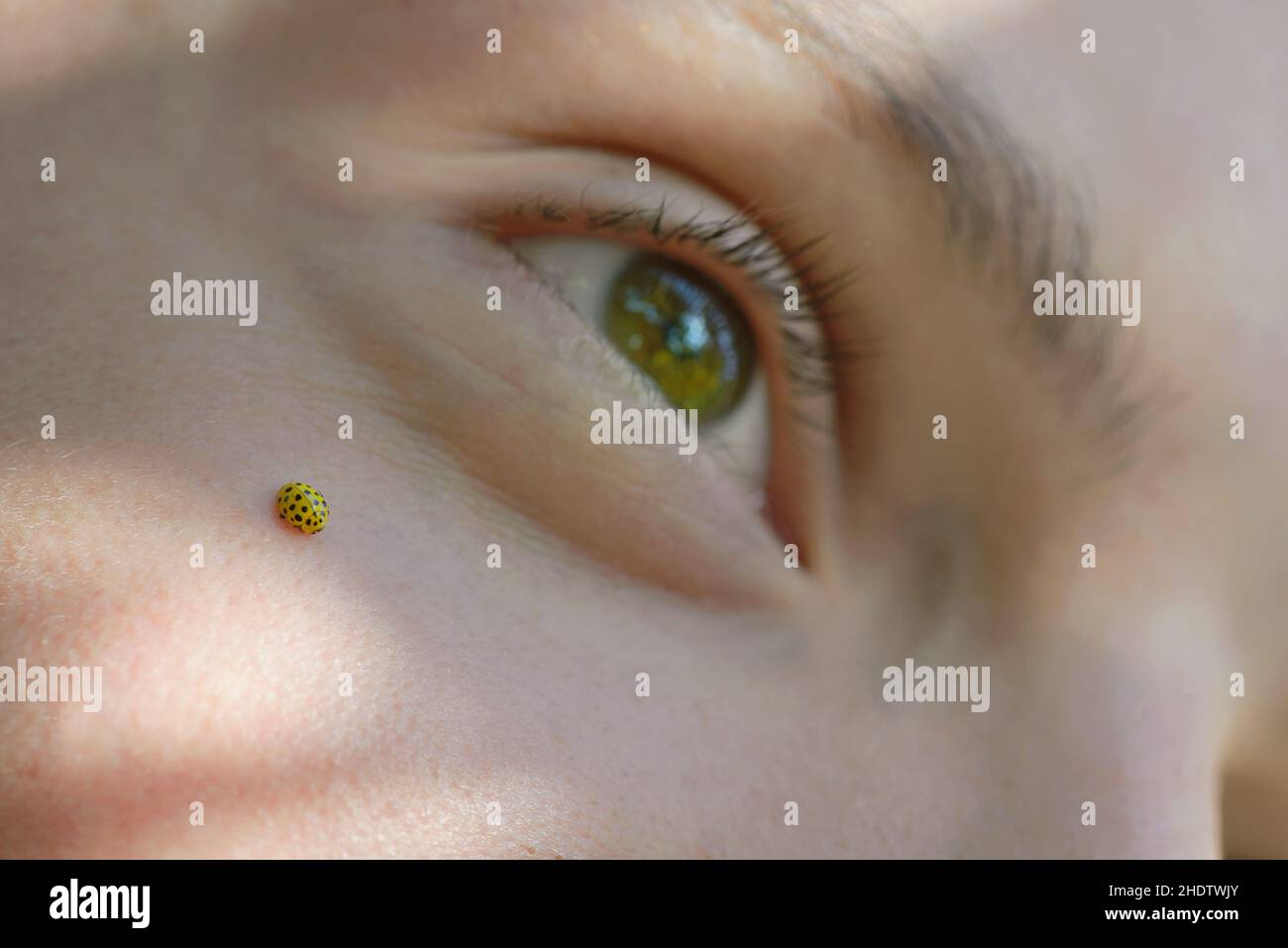 Ladybird face close up hi-res stock photography and images - Alamy