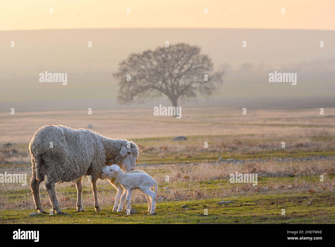 animal family, sheep, animal families, sheeps Stock Photo - Alamy