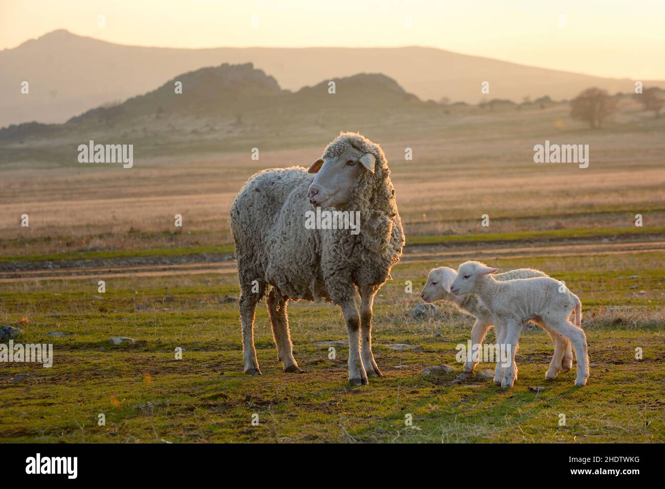 animal family, sheep, animal families, sheeps Stock Photo - Alamy