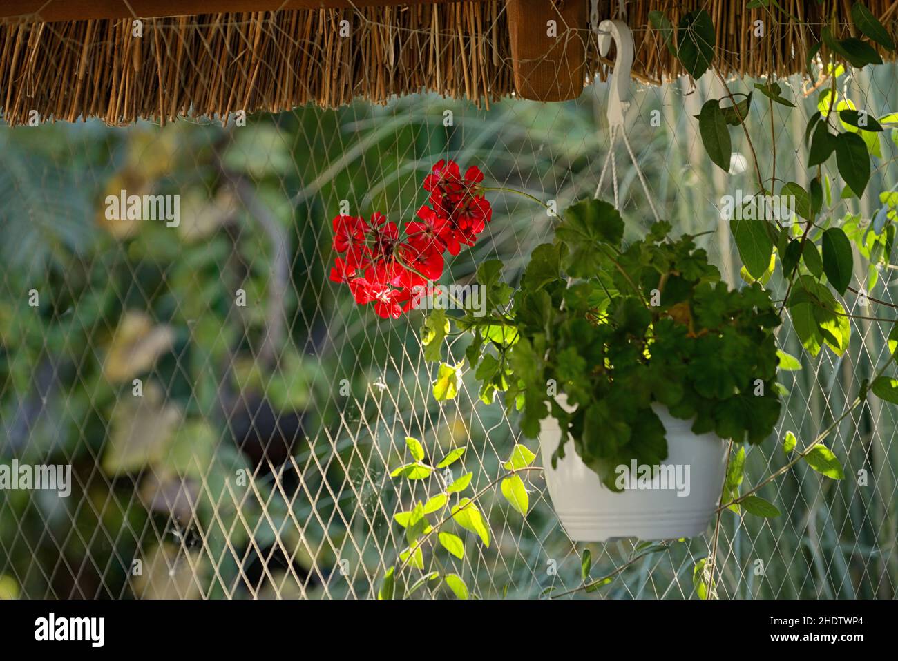 geranium, balcony plants, geraniums, balcony plant Stock Photo - Alamy