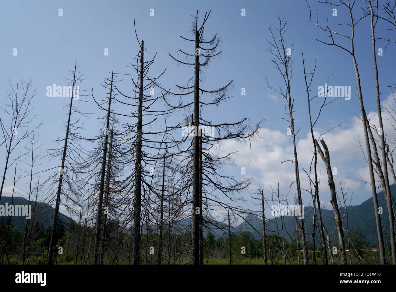 The climate crisis and forest dieback hit the forests in Germany and ...