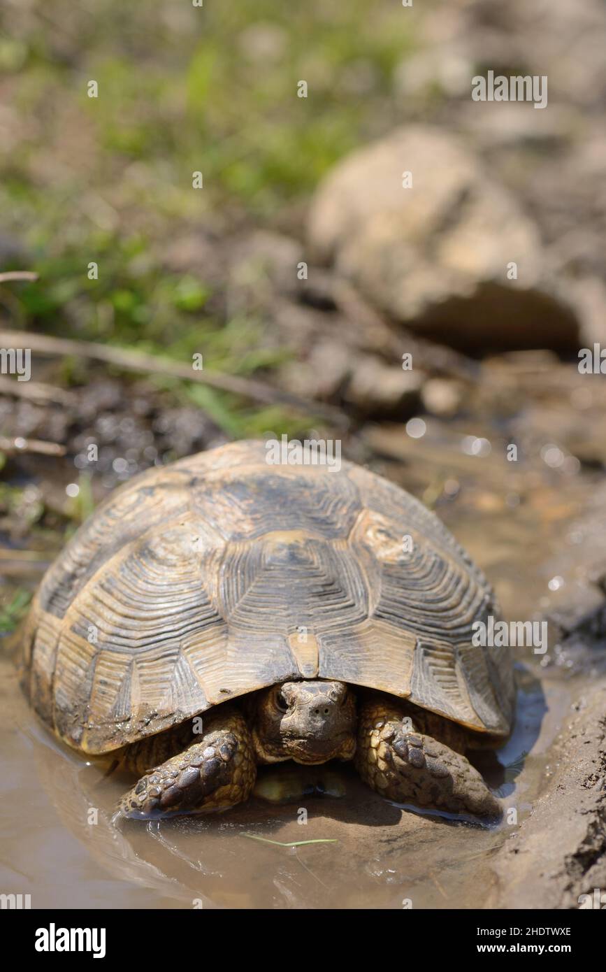 Tortoise 1 hi-res stock photography and images - Alamy