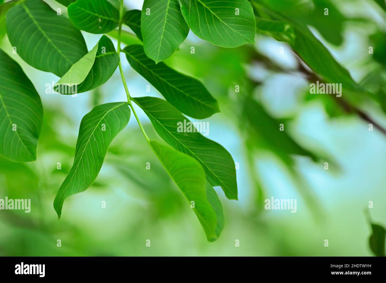 tree, walnut tree, trees, walnut trees Stock Photo - Alamy tree, walnut tree, trees, walnut trees Stock Photo - Alamy