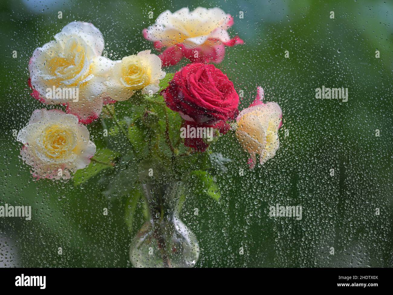 raindrop, window glass, rose bouquet, raindrops, windows, rose bouquets ...