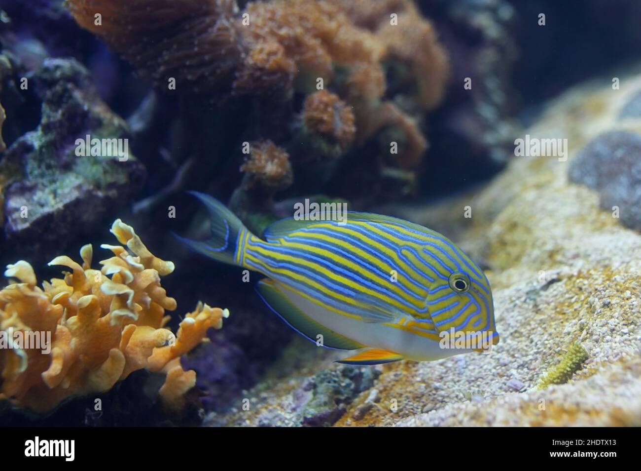 Lined surgeonfish hi-res stock photography and images - Alamy