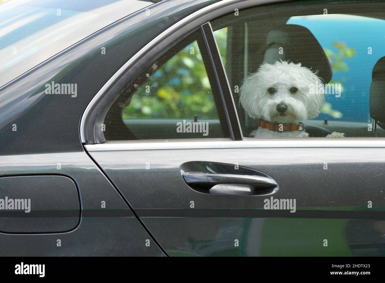 Animal cars hi-res stock photography and images - Alamy