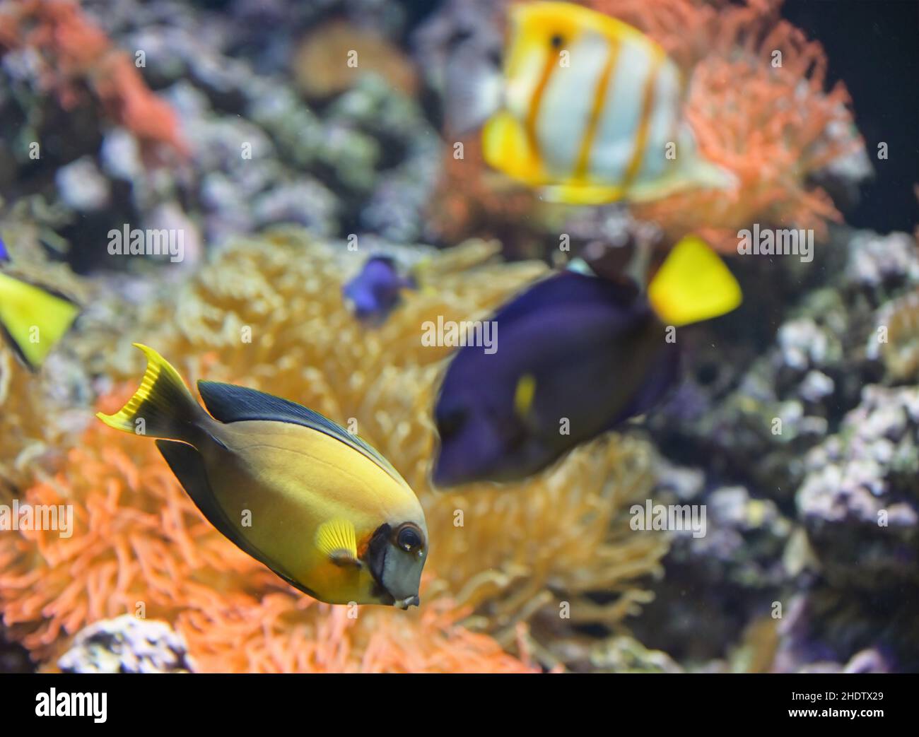 regal tang, regal tangs Stock Photo - Alamy