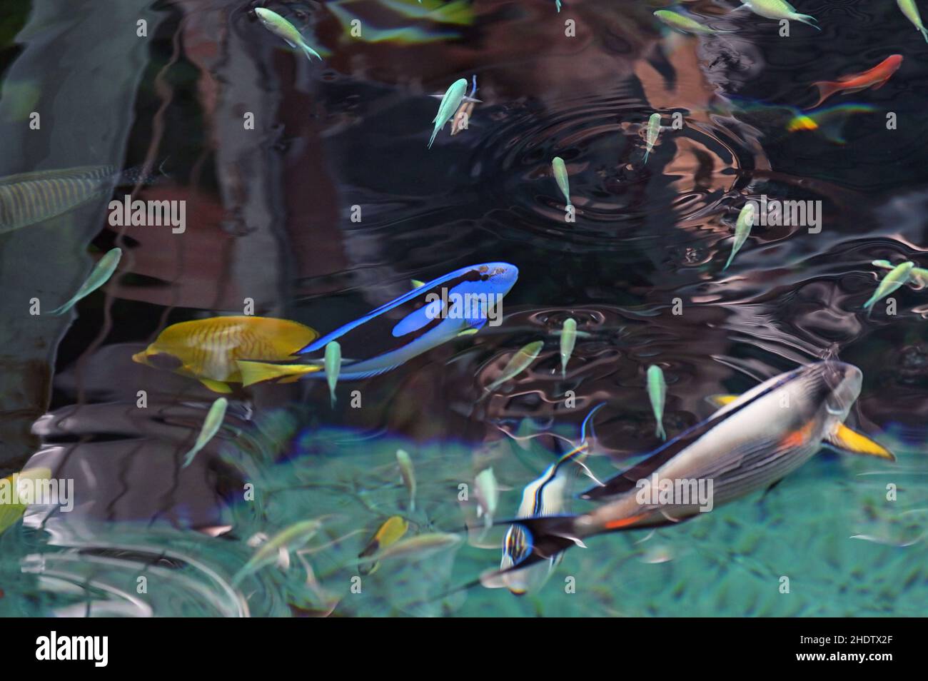 regal tang, regal tangs Stock Photo - Alamy