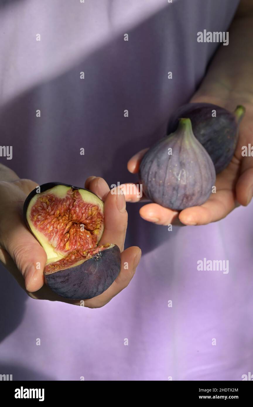 Fig 1 hi-res stock photography and images - Alamy