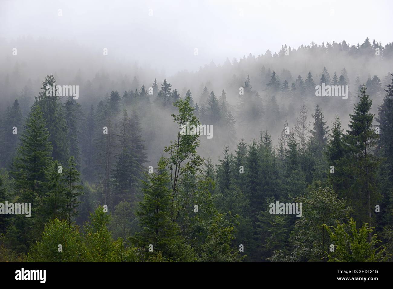 forest, fog, forests, wood, woodland, woods, fogs Stock Photo - Alamy