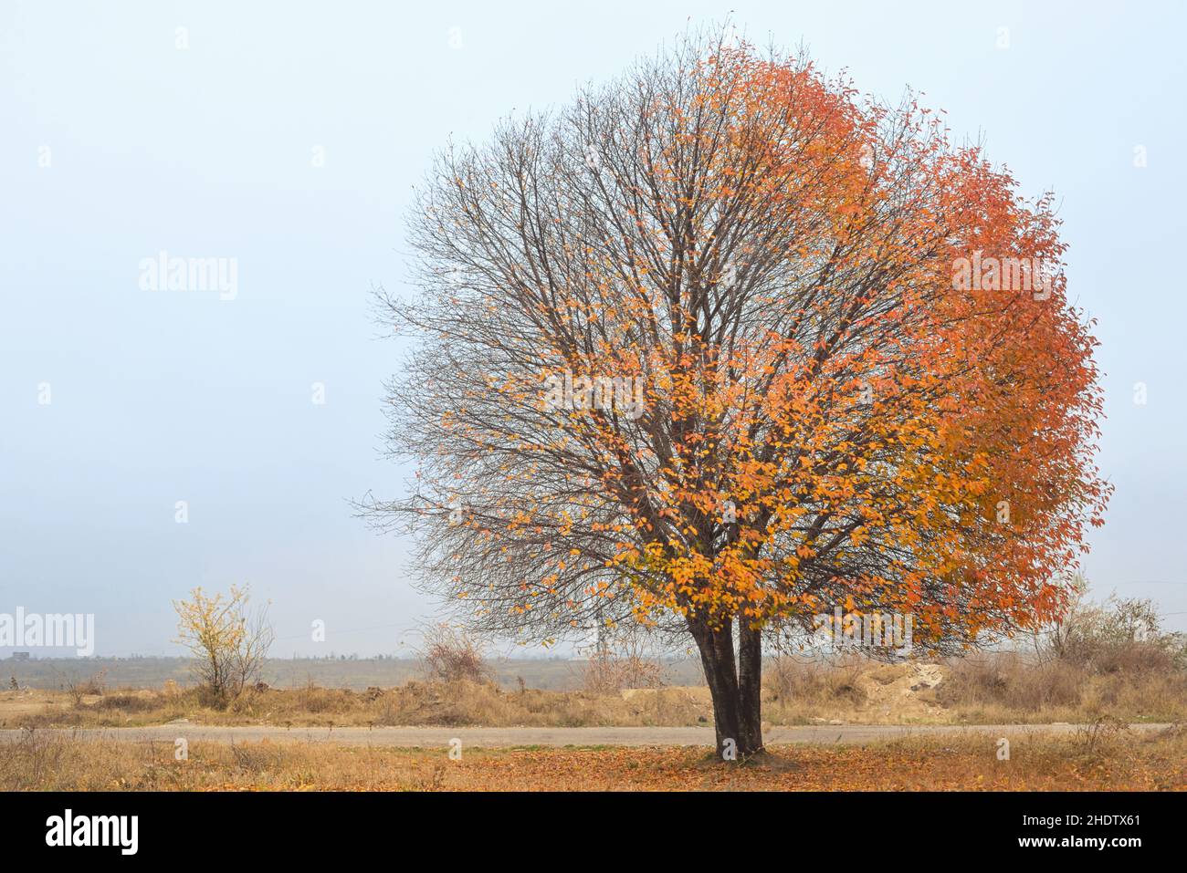 autumn, cherry tree, fall, cherry trees Stock Photo - Alamy