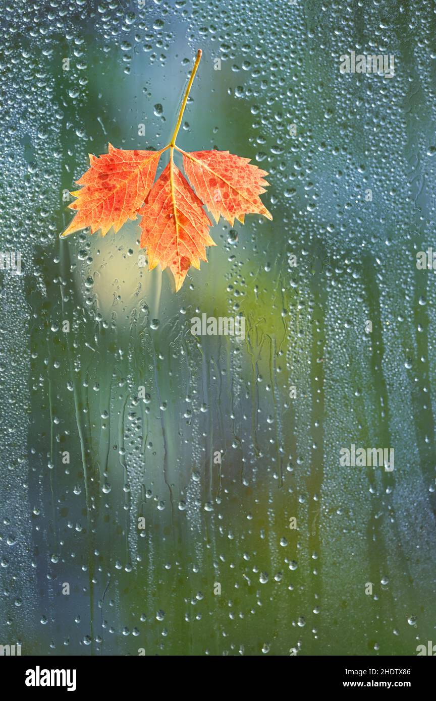 raindrop, window glass, autumn leaf, raindrops, windows, autumn leaves ...