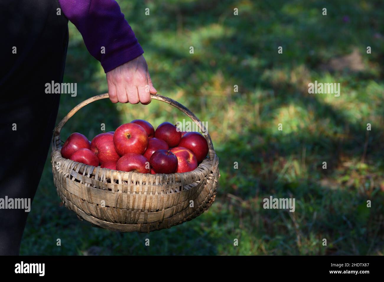 basket, harvest, apples, baskets, harvests, apple Stock Photo - Alamy