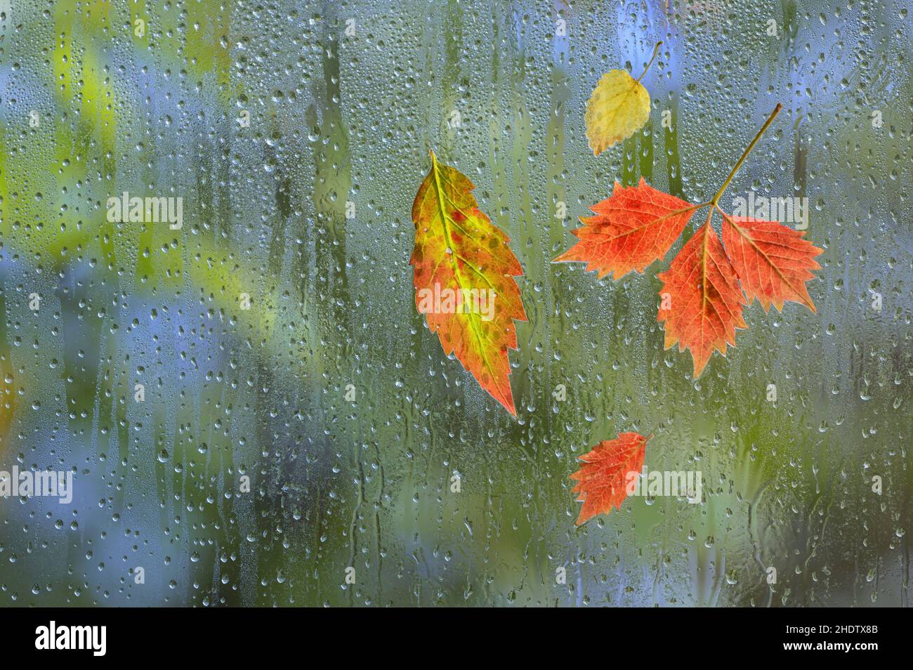 autumn leaves, rainy, window glass, leaf, rain, raining, windows Stock ...
