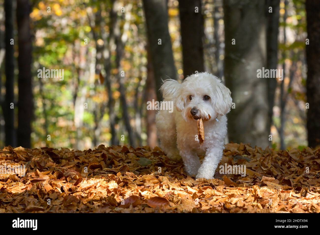 dog, malteser, dogs, maltesers Stock Photo - Alamy