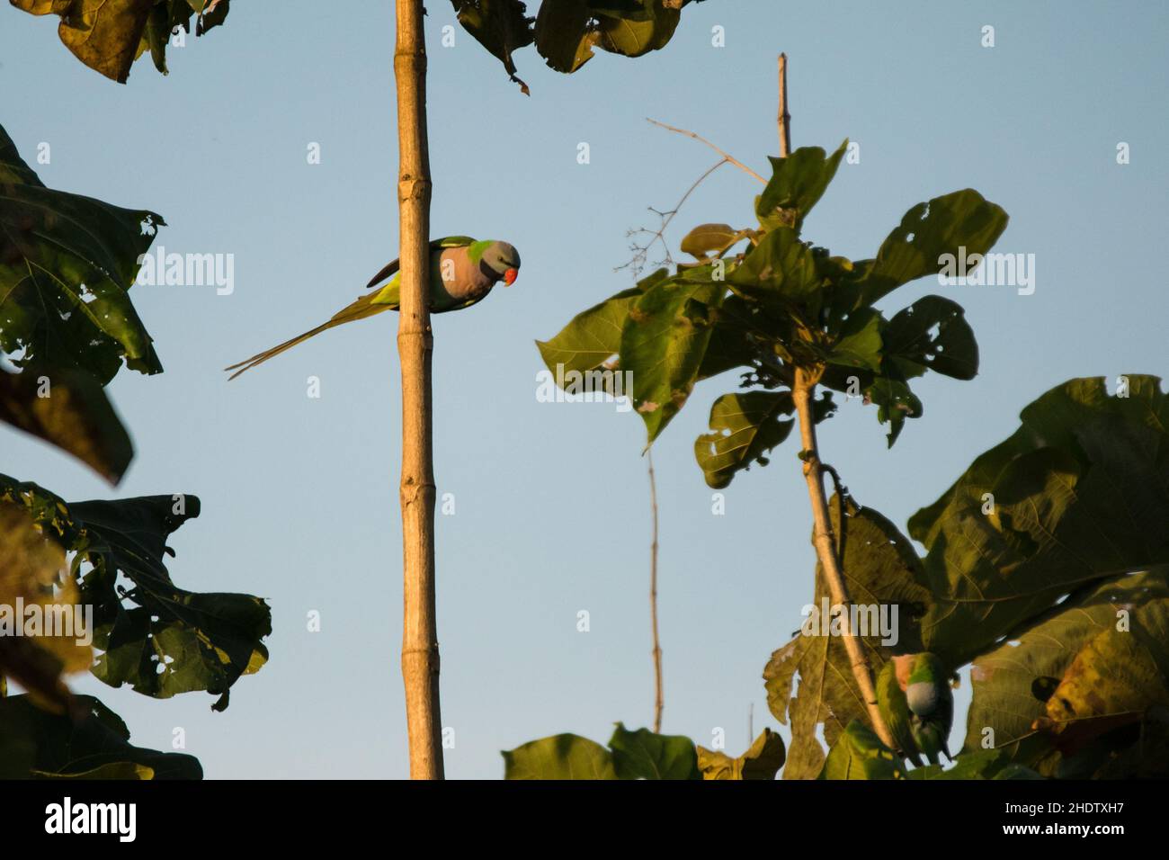 Beautiful Parakeet bird, Red-breasted Parakeet (Psittacula alexandri ...