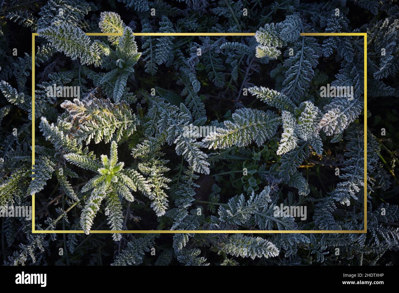 frost, frame, bush, frosts, frames, bushs Stock Photo - Alamy
