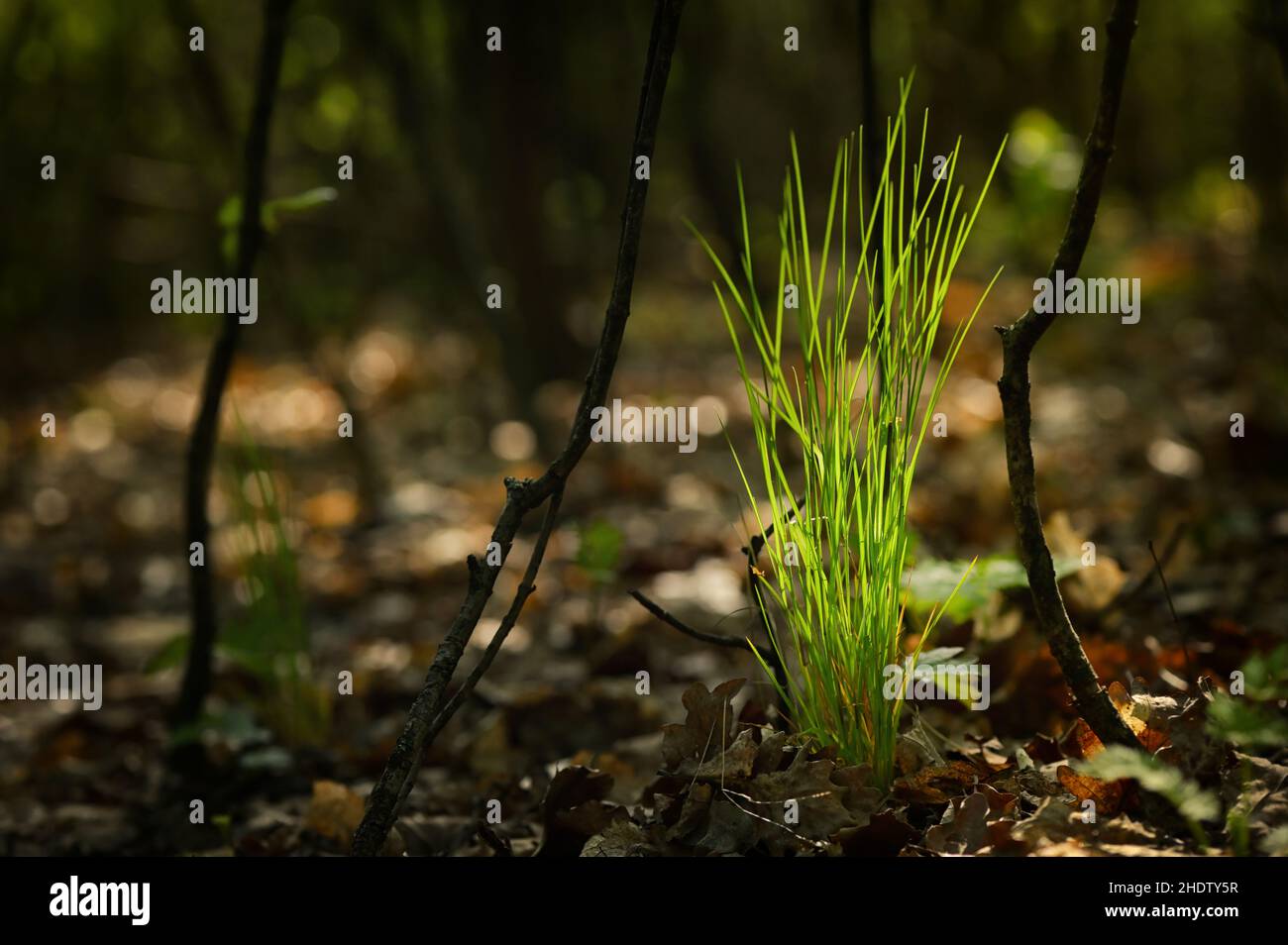 spring, grass, growth, growths, rise Stock Photo - Alamy