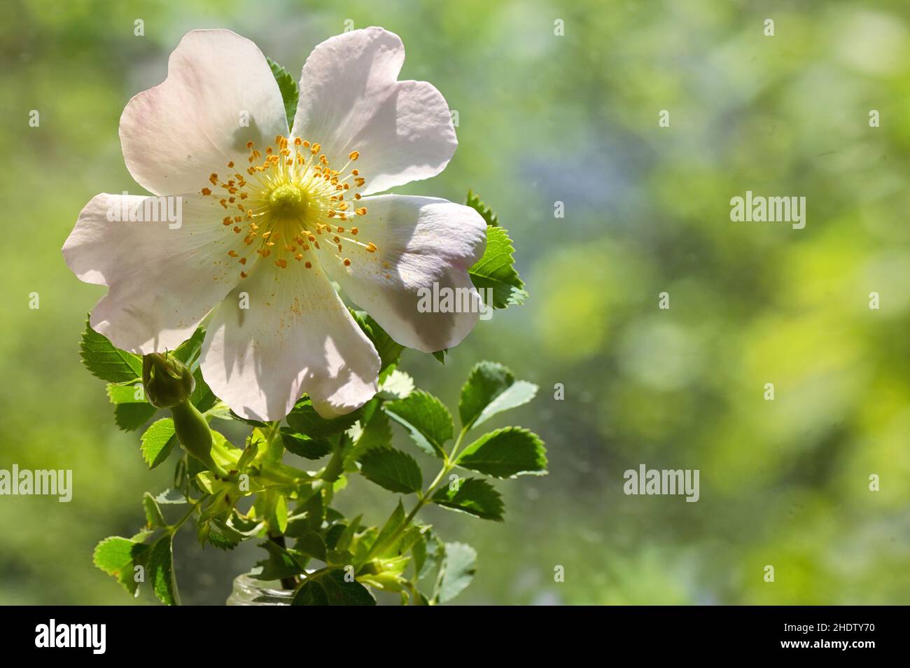 wild rose, wild roses Stock Photo - Alamy